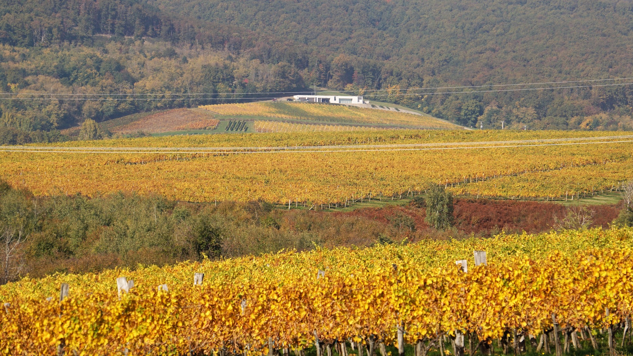 Slavonija i hrvatsko Podunavlje - vinacroatia.hr